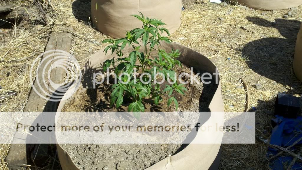 Norcal Outdoor Grow Finally getting underway...100g smart pots | Rollitup