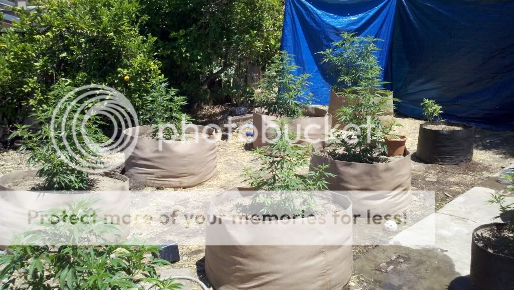 Norcal Outdoor Grow Finally getting underway...100g smart pots | Rollitup