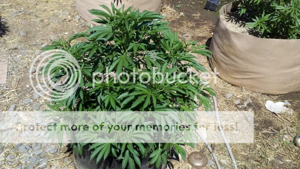 Norcal Outdoor Grow Finally getting underway...100g smart pots | Rollitup