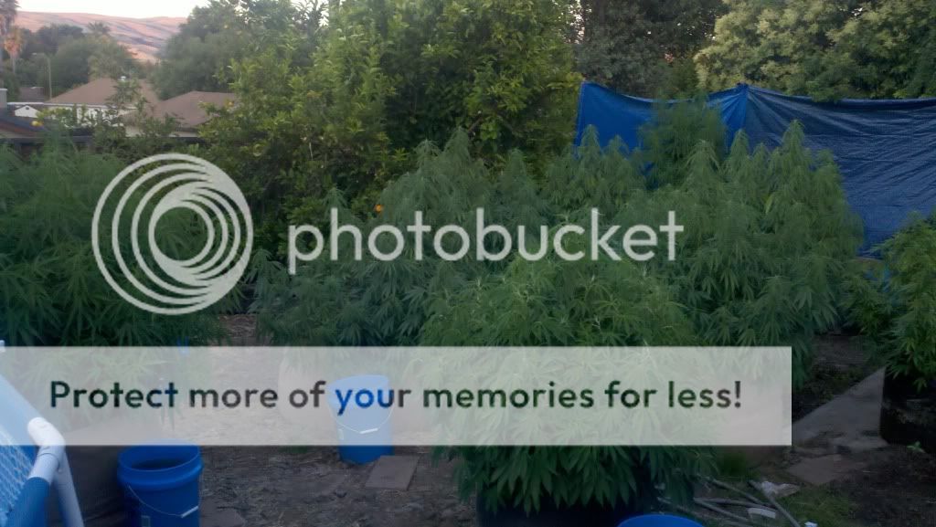 Norcal Outdoor Grow Finally getting underway...100g smart pots | Rollitup