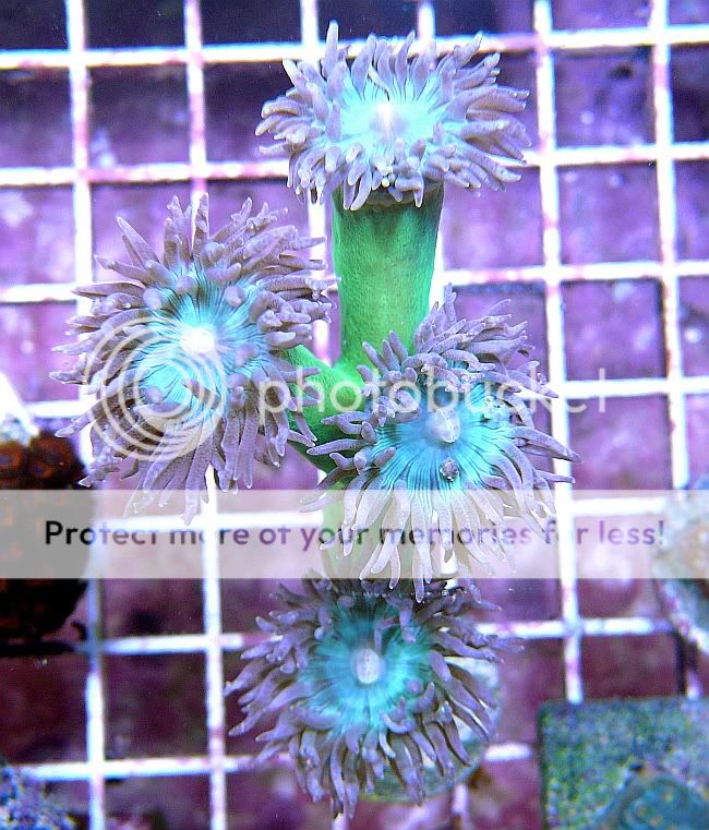 New WYSIWYG Frags Availalbe Now! | REEF2REEF Saltwater and Reef ...