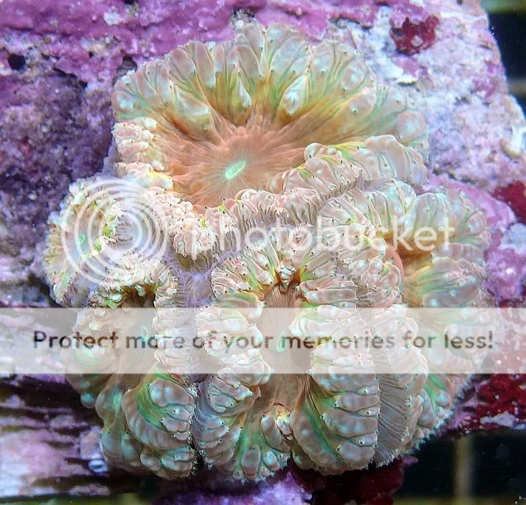 Official Blasto's Show Off Thread... | Page 2 | Reef2Reef