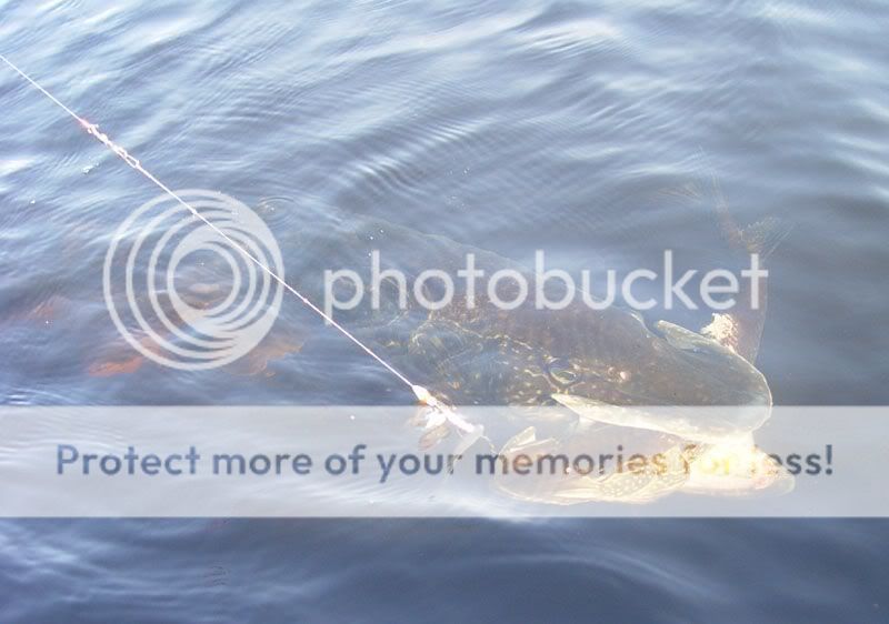 What's The Funniest Fishing Lie You Have Ever Heard? | Catfish Angler ...