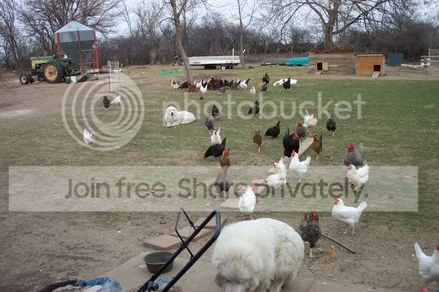 Great Pyrenees at work ? | BackYard Chickens - Learn How to Raise Chickens